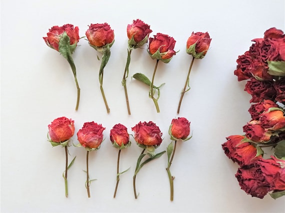 Orange Deep Red Roses