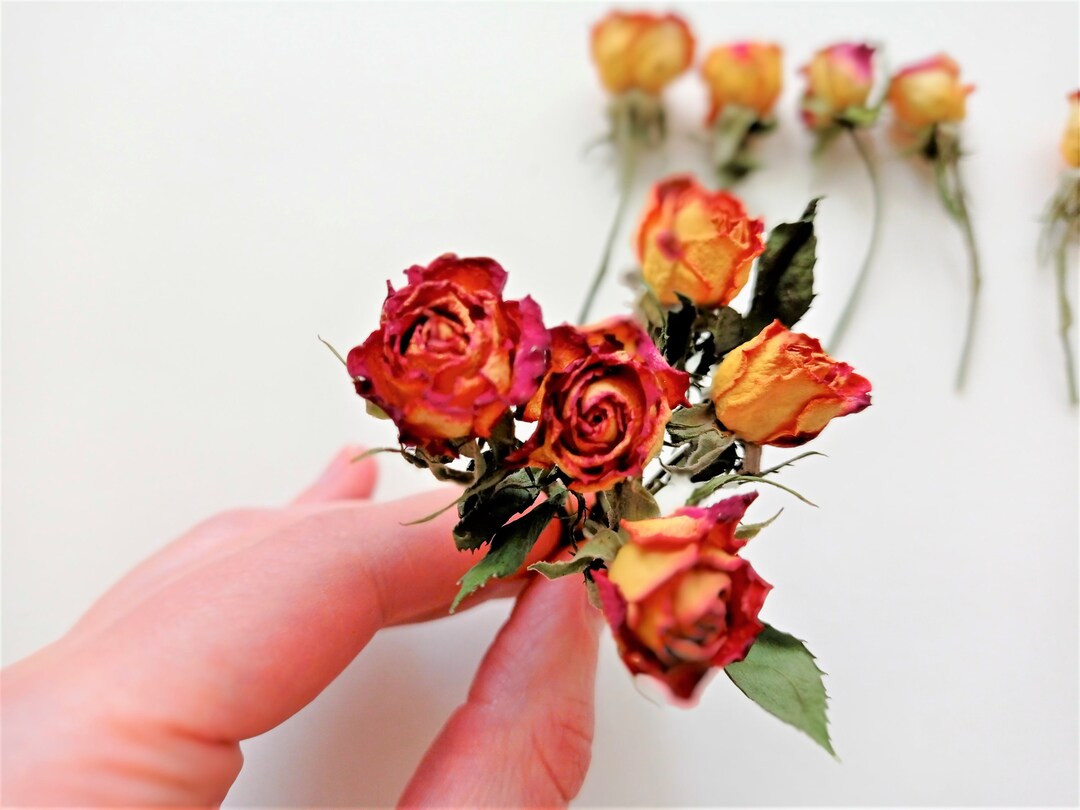 Dried Mini Roses 5pcs, Vintage Craft Flowers - Etsy