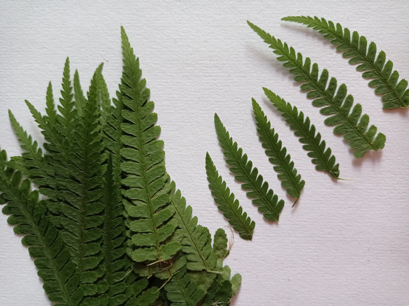 Natural dried pressed fern leaves 15pcs Small dried ferns | Etsy