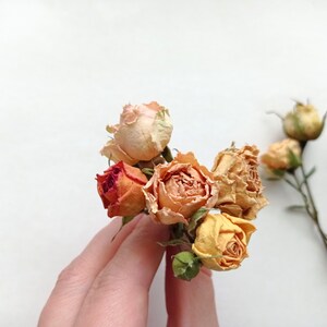 Dried Mini Roses 5pcs: Multicolor Floral Craft Supplies - Etsy