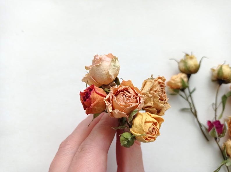 Dried Mini Roses 5pcs: Multicolor Floral Craft Supplies - Etsy