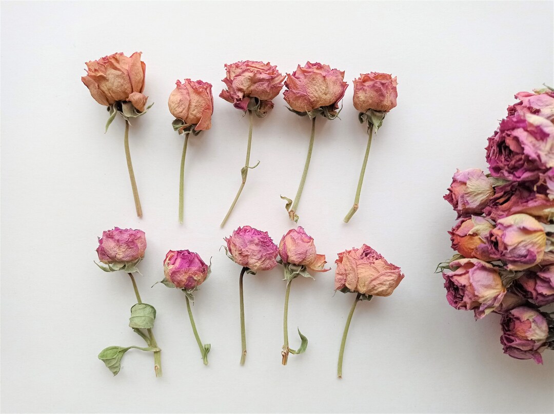 5pcs Dried Mini Roses, Dried Purple Beige Roses, Dried Tiny Roses ...