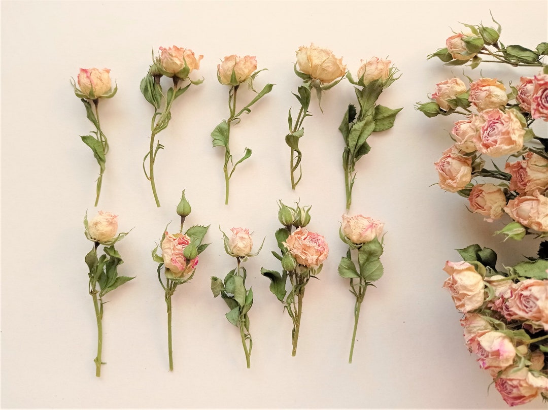 Dried Ivory Pink Mini Roses 5pcs: Boho Wedding Crafts, Resin Art - Etsy