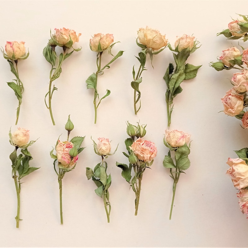 Dried White Roses - Etsy