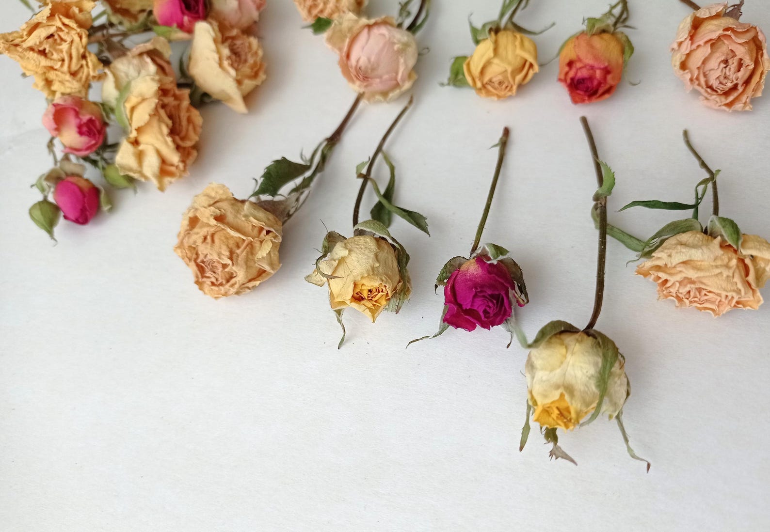 Dried Mini Roses 5pcs: Multicolor Floral Craft Supplies - Etsy