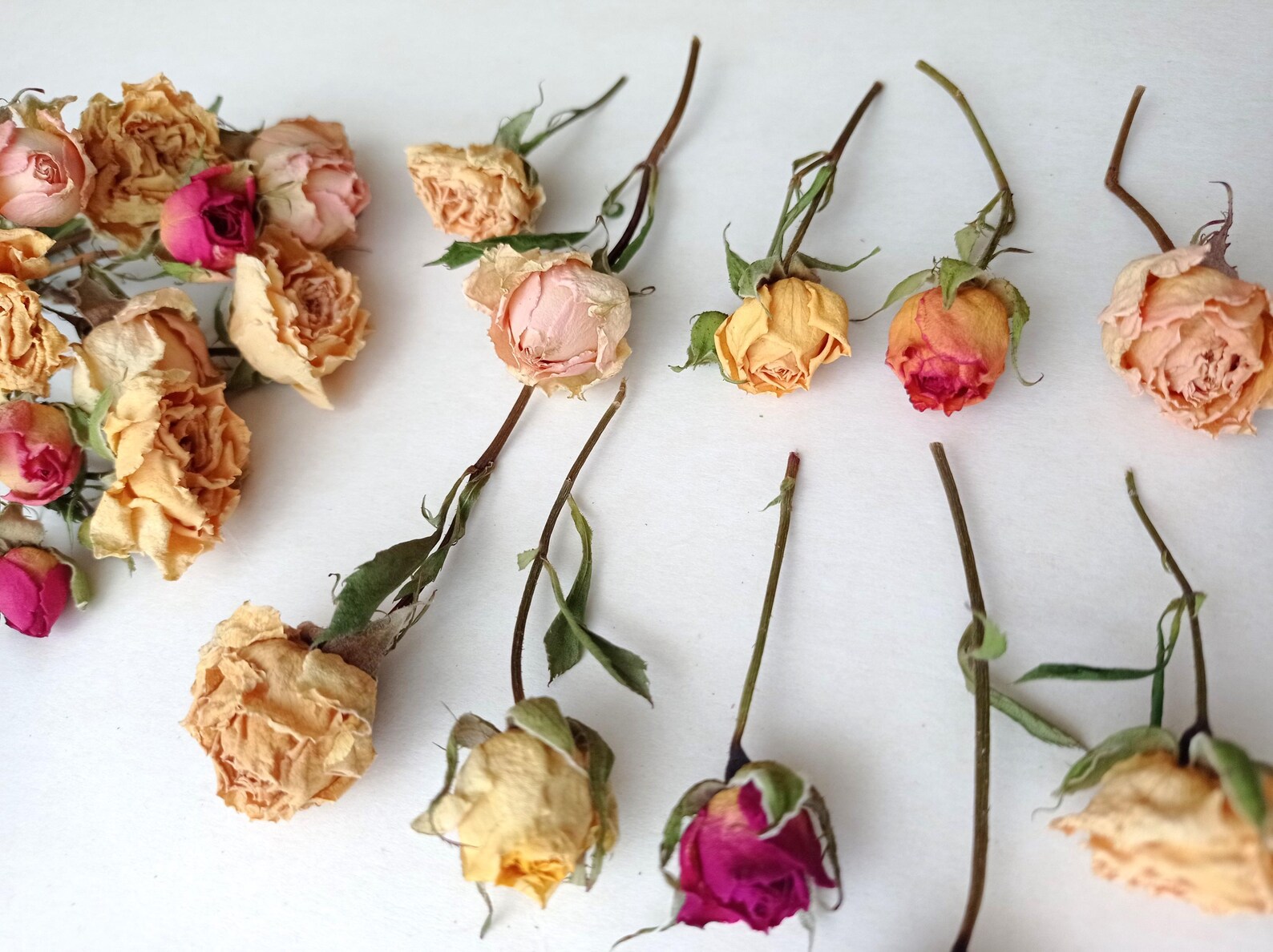 Dried Mini Roses 5pcs: Multicolor Floral Craft Supplies - Etsy