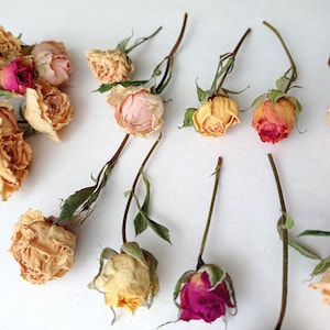 Dried Mini Roses 5pcs: Multicolor Floral Craft Supplies - Etsy