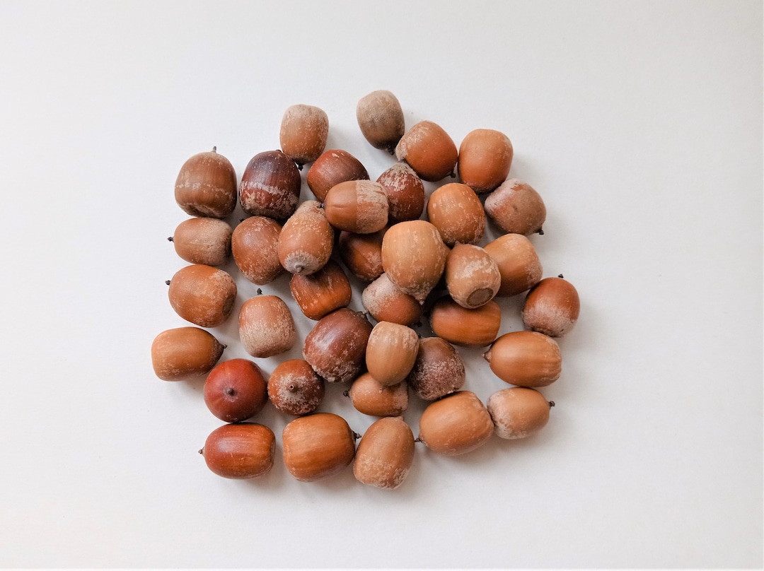 50pcs Dried Acorns, Real Natural Acorn Nuts, Bulk Acorn Pieces, Acorns ...