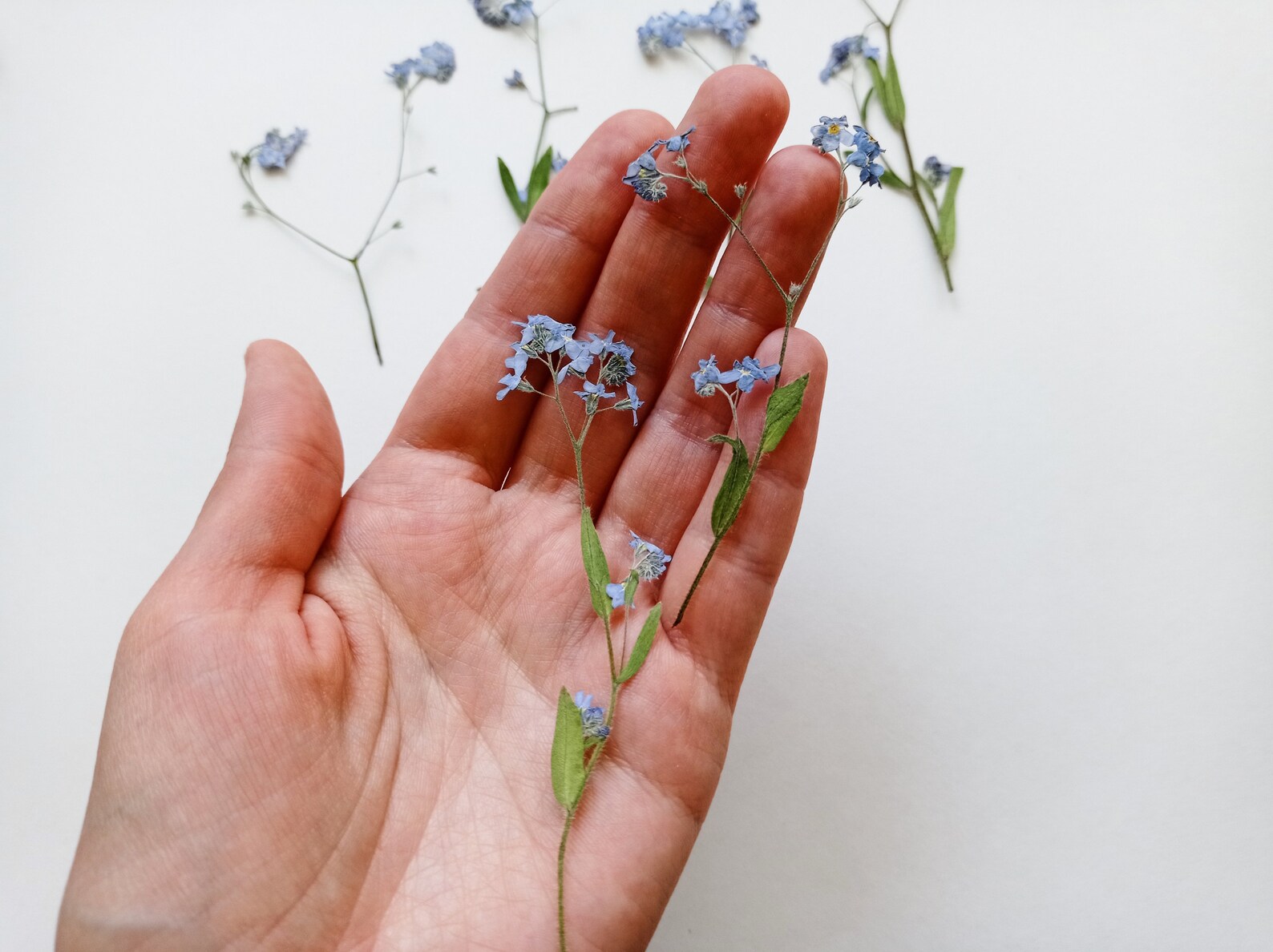 Set of 12 Pcs Long Pressed Forget Me Not Flowers, Real Dried Tiny ...