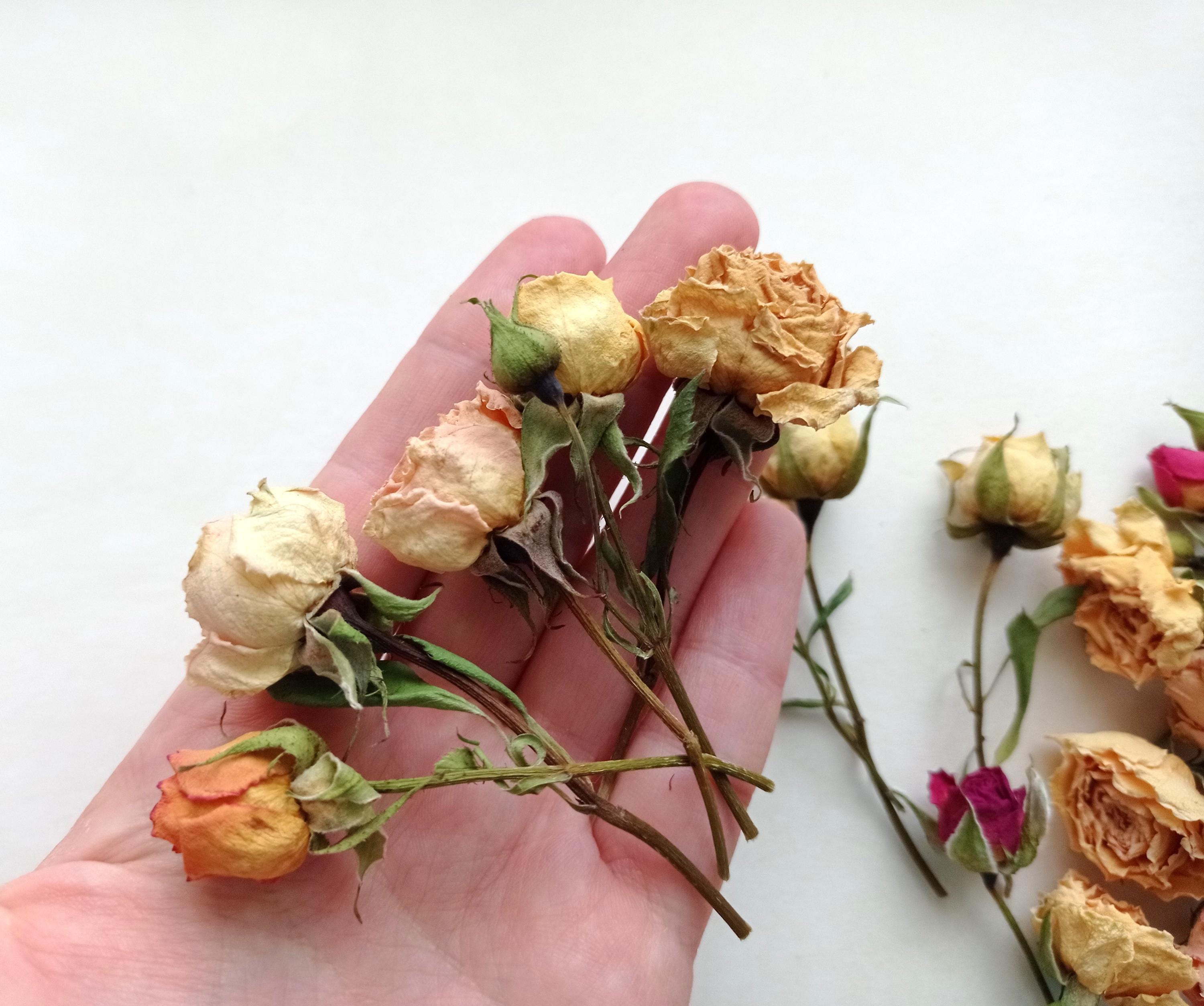 Dried Mini Roses 5pcs: Multicolor Floral Craft Supplies - Etsy
