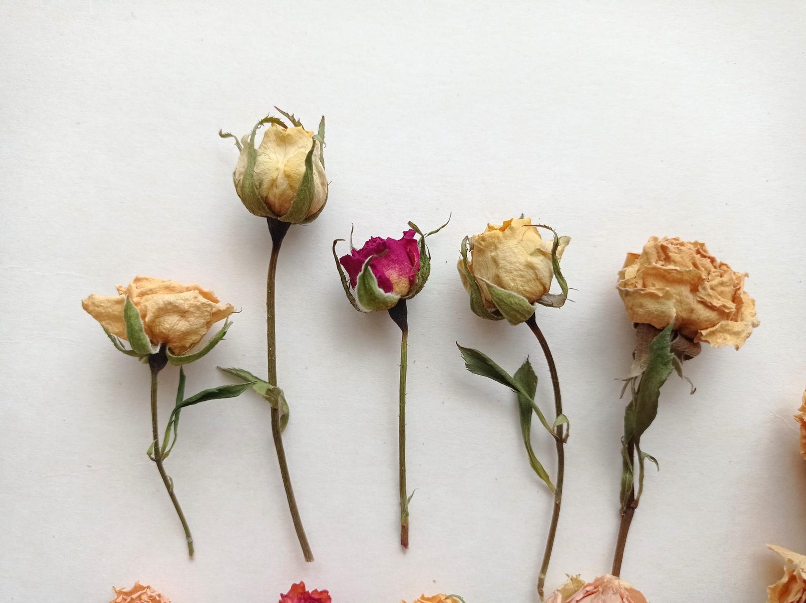 Dried Mini Roses 5pcs: Multicolor Floral Craft Supplies - Etsy