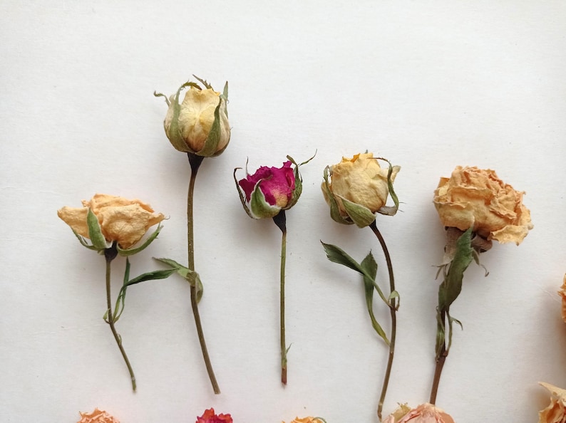Dried Mini Roses 5pcs: Multicolor Floral Craft Supplies - Etsy
