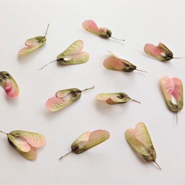 Maple Seed Pods - Etsy