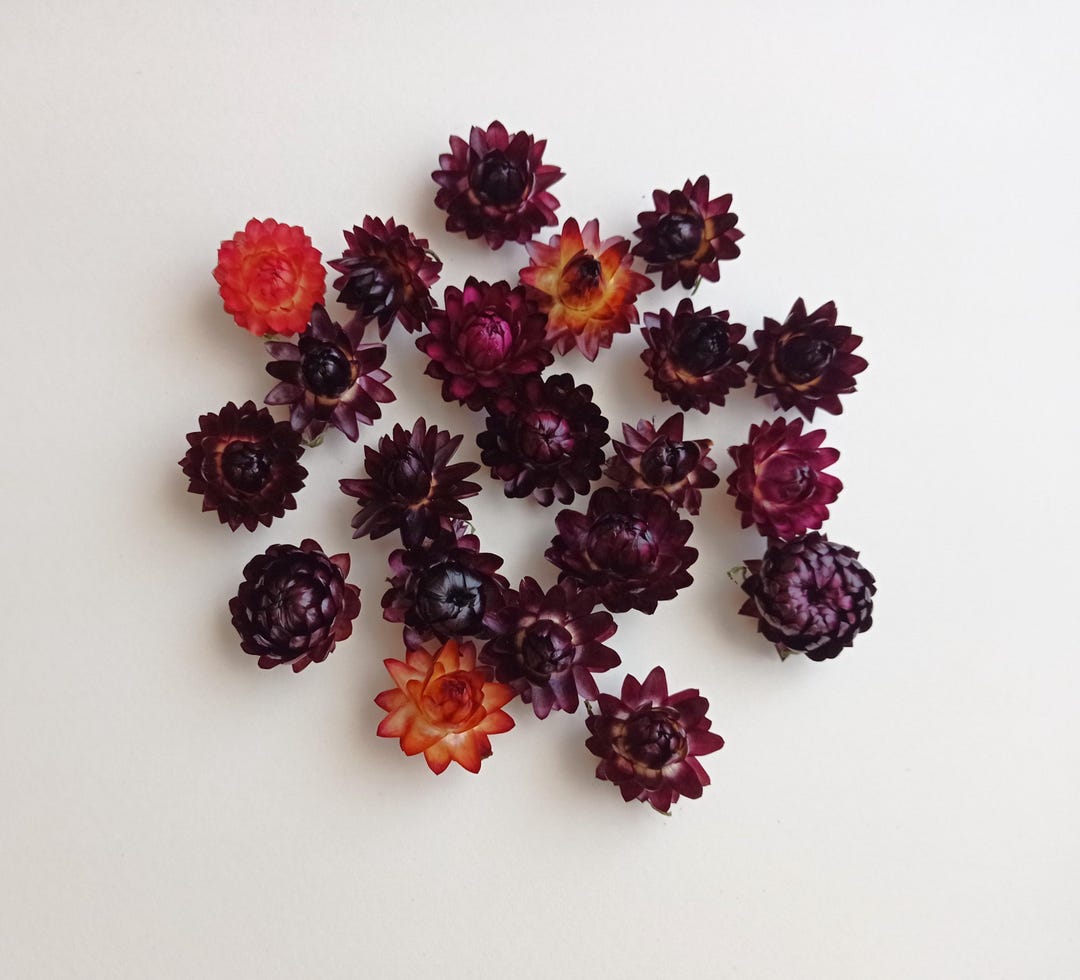 Tiny Strawflowers 10pcs, Multicolor Organic Helichrysum, Small ...