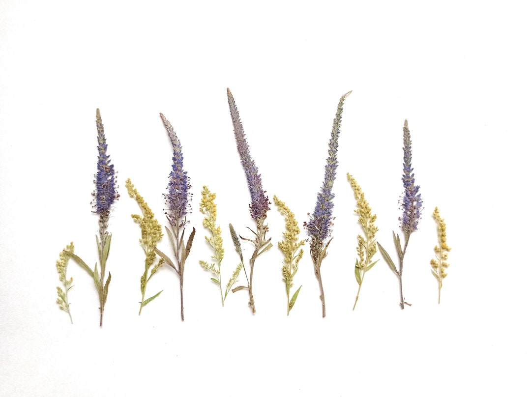 Pressed Blue Flower Mix, Dried Pressed Wildflowers, White Pressed ...
