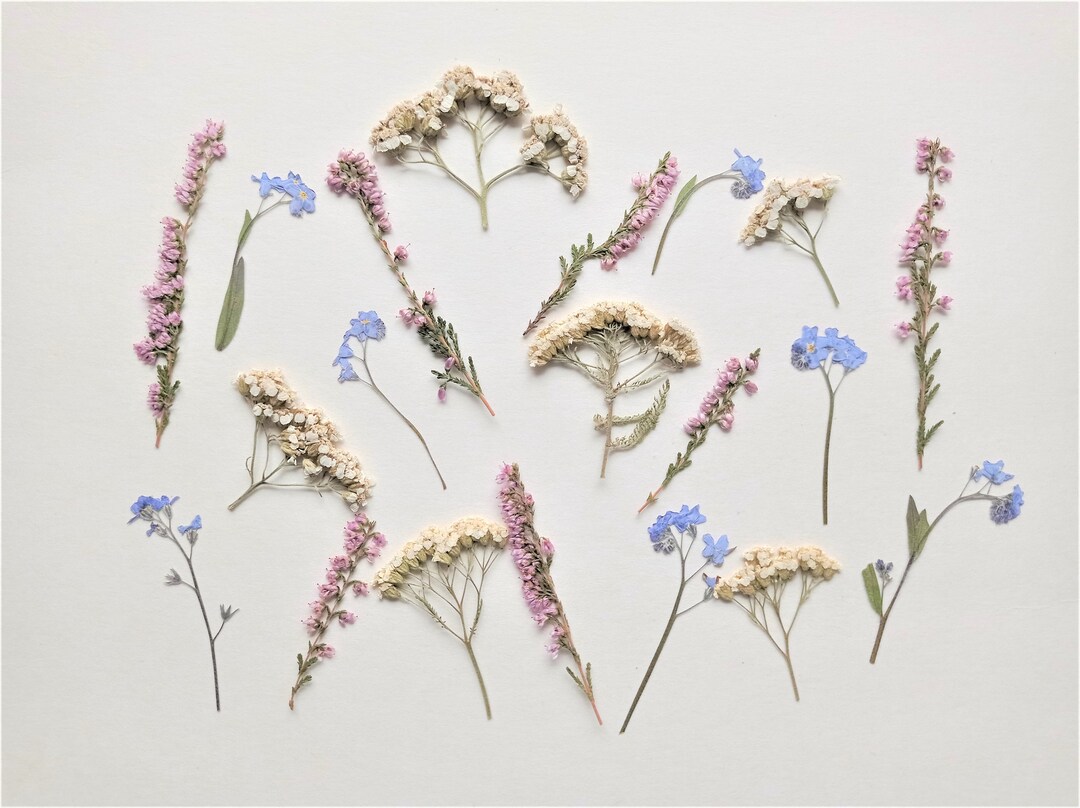 Dried Pressed Flower Set, Heather, Forget-me-nots, Yarrow, Craft ...