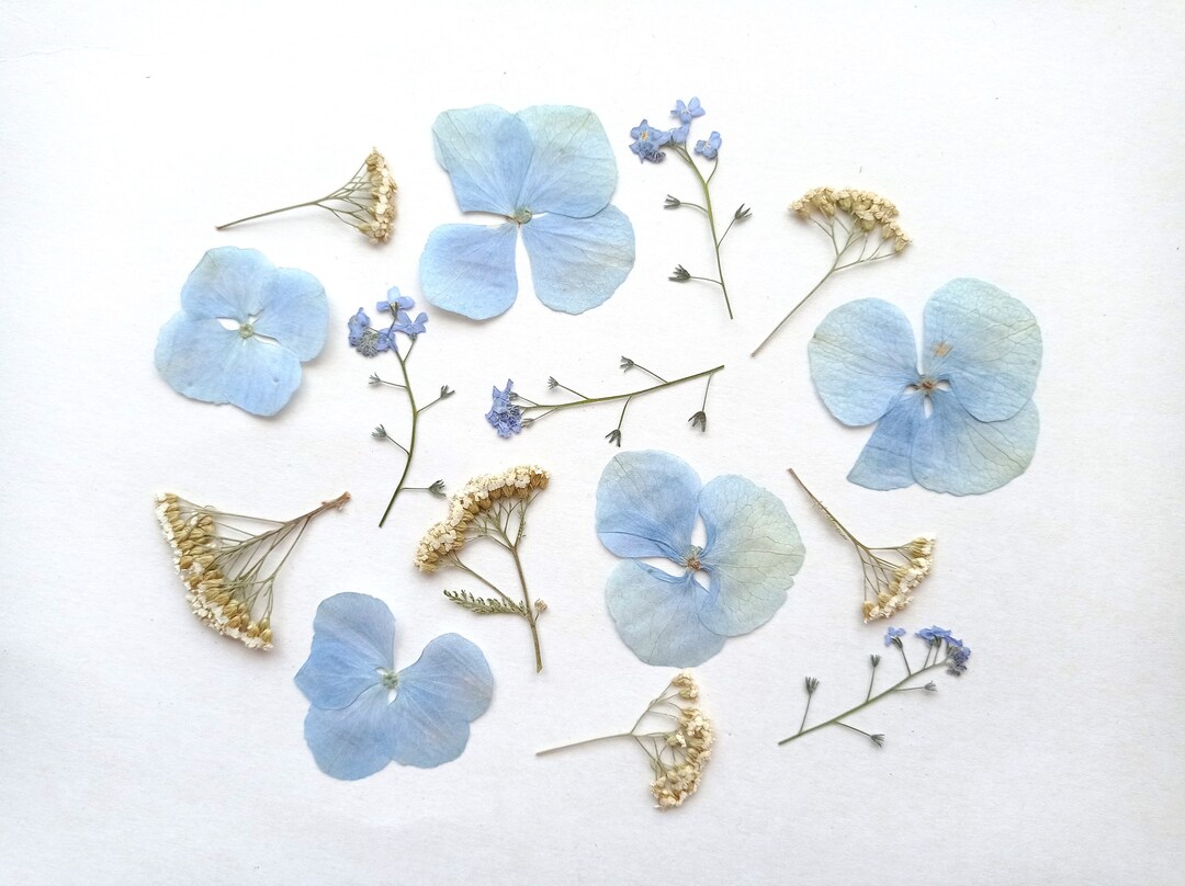 Pressed Flower Set 15pcs, Dried Pressed Blue Flower Mix, Bulk Pressed ...