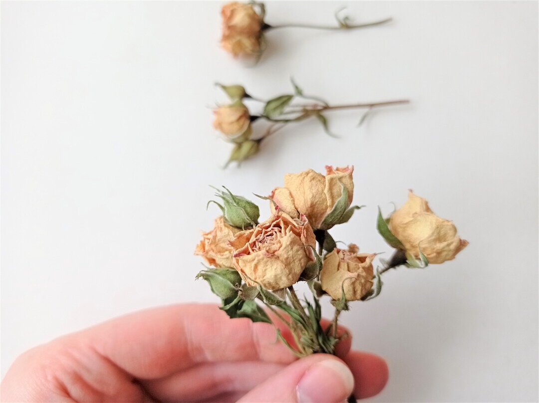 Dried Tiny Beige Roses 5pcs, Dried Beige Pink Roses, Small Dried Pink ...