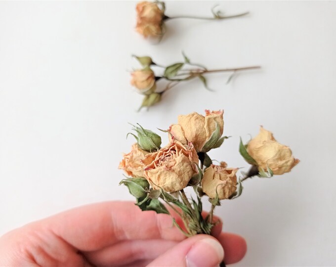 Dried Tiny Beige Roses 5pcs, Dried Beige Pink Roses, Small Dried Pink ...