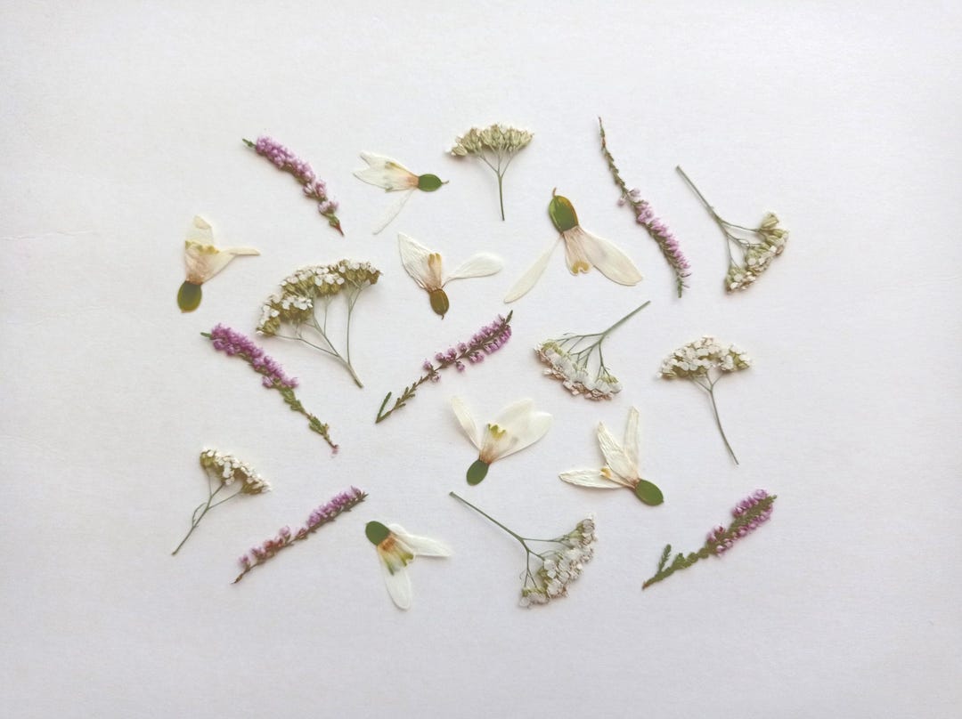 Pressed Flower Set 20pcs, Dried Pressed Spring Flower Mix, Bulk Pressed ...