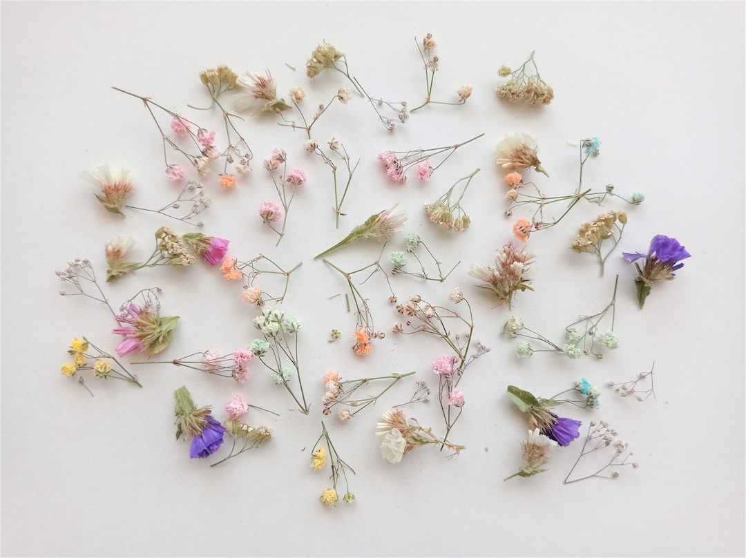 Dried Flower Mix, Multicolor Babys Breath, Pastel Gypsophilia (50ml) - Etsy