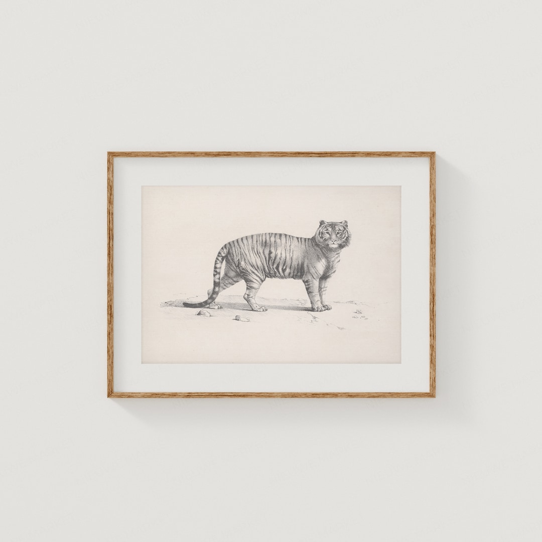 Vintage Tiger Wall Art Tiger Art Print Tiger Sketch Tiger Poster ...