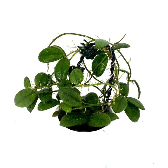 One Edamame Plant