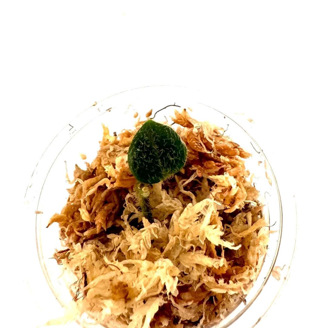 Oreosparte (fka Papuahoya SP01) - One Leaf NOT Rooted Cutting - Etsy