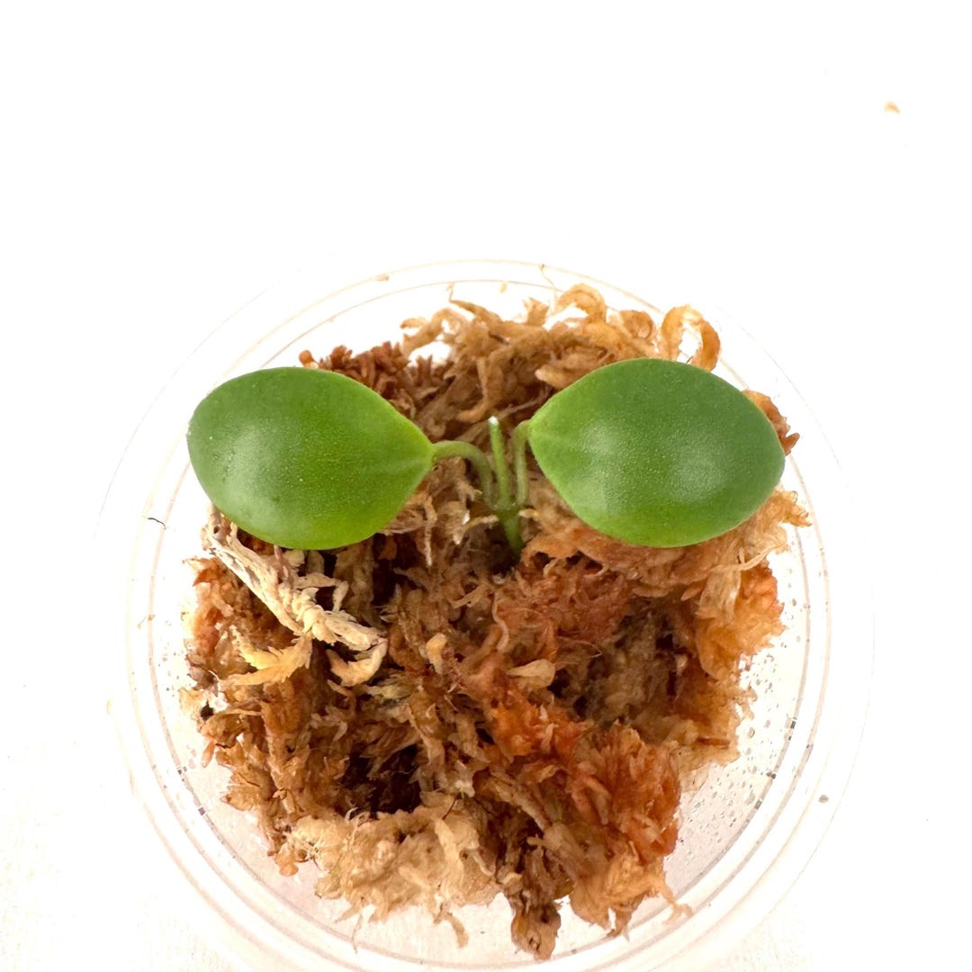 Hoya Sp Mini Sulawesi - NOT Rooted Cutting - Etsy