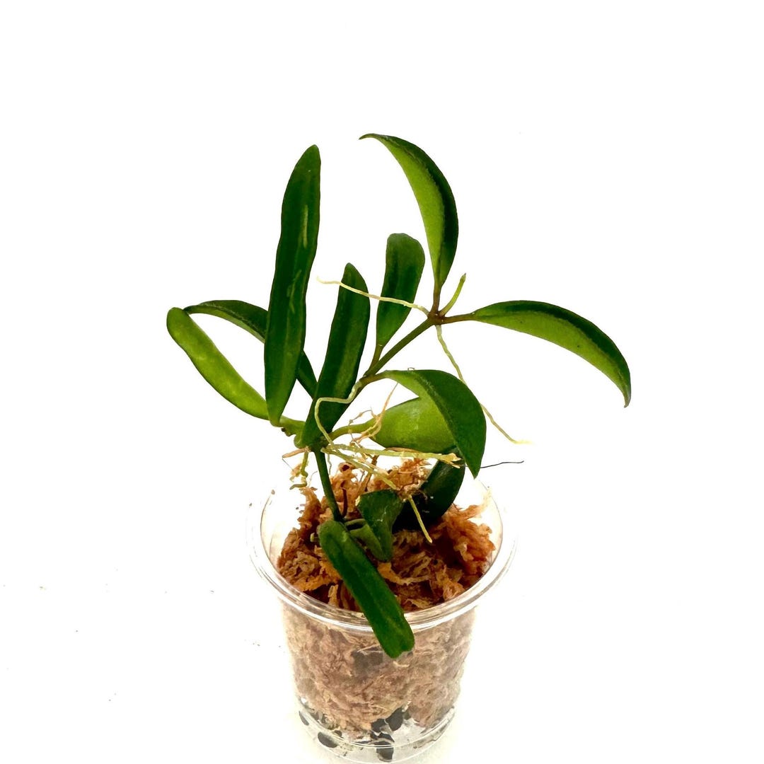 Hoya PG04 mini Kentiana C Exact Rooted Cutting - Etsy