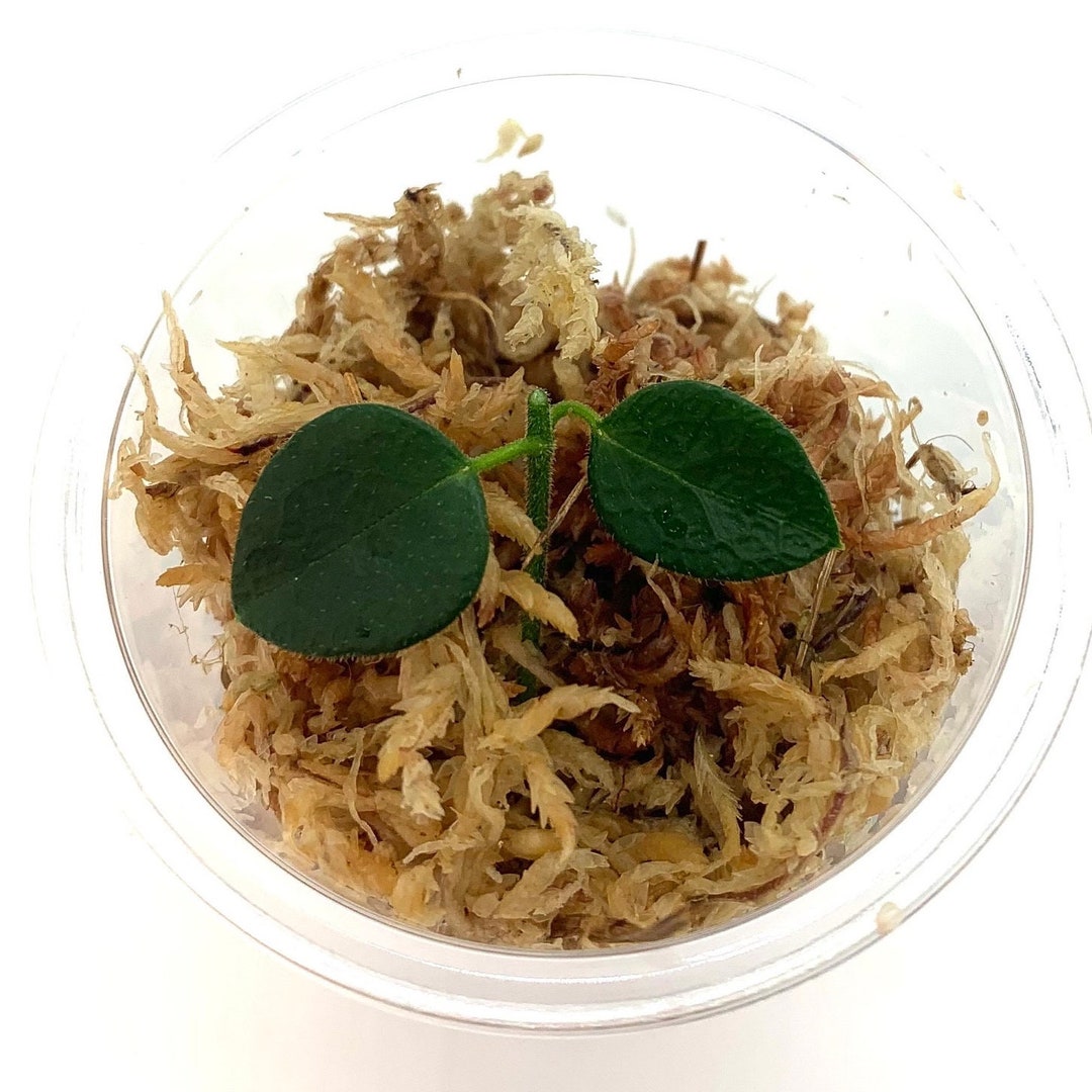 Hoya IM-08 - NOT Rooted Cutting - Etsy