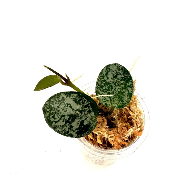 Hoya Mathilde - Etsy