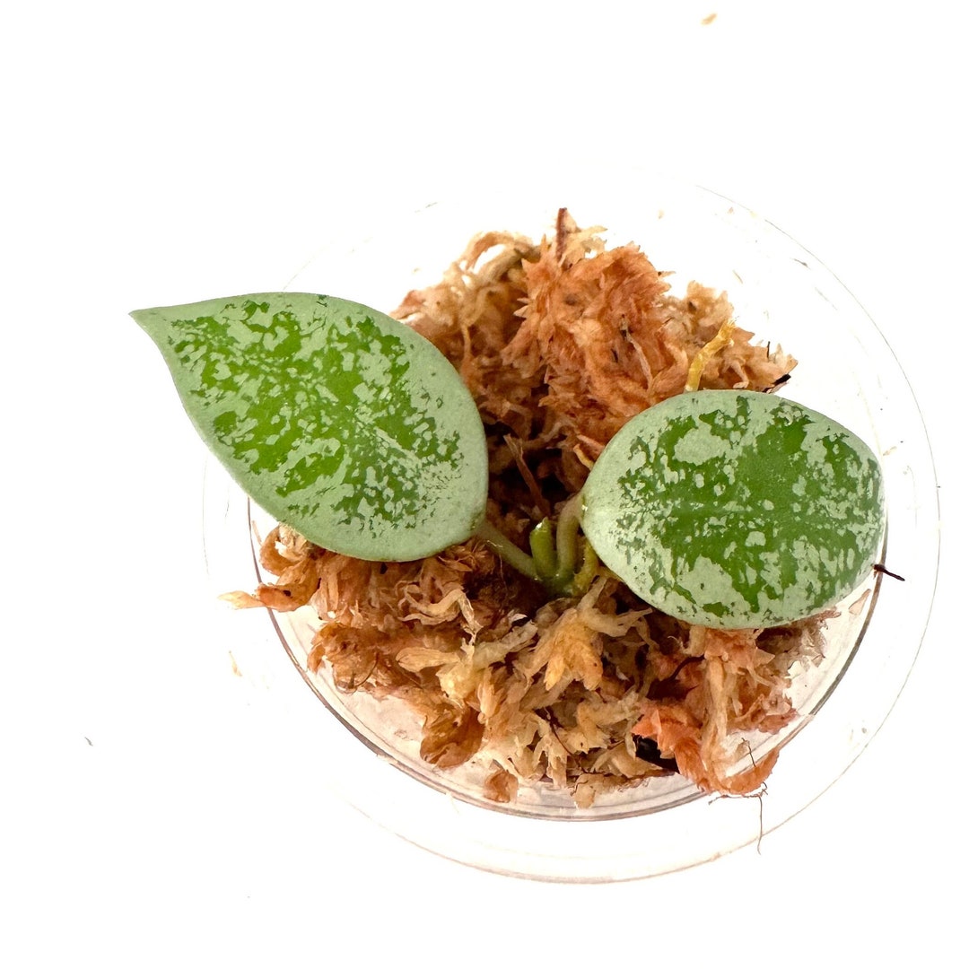 Hoya Leopard Skin - NOT Rooted Cutting - Etsy