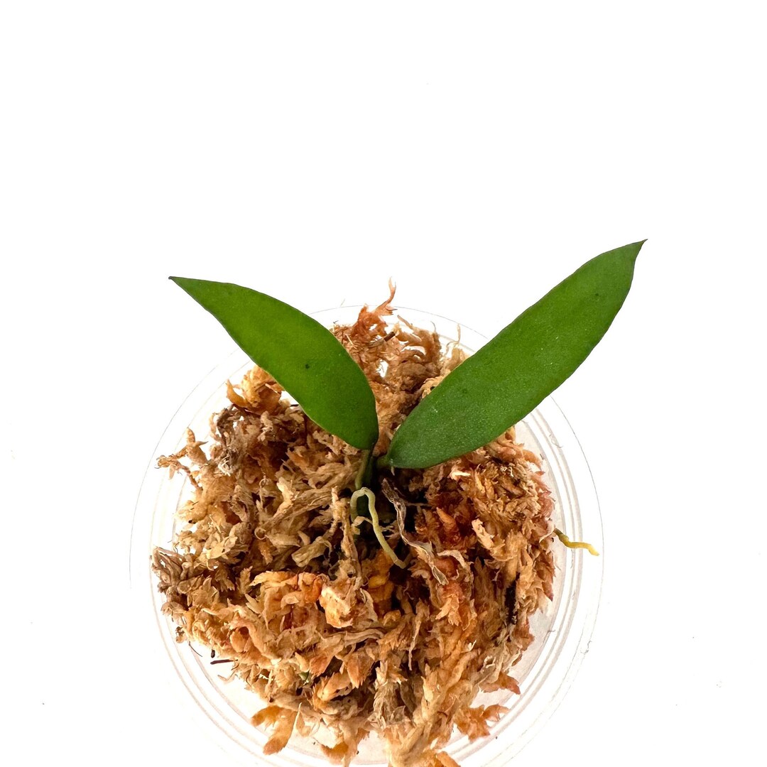 Hoya Green Sword - NOT Rooted Cutting - Etsy