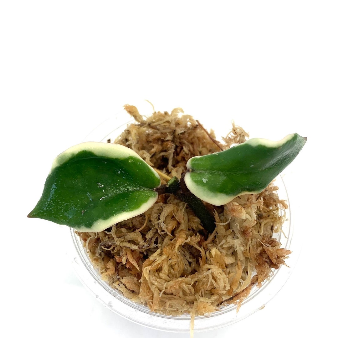 Hoya Holliana - NOT Rooted Cutting - Etsy