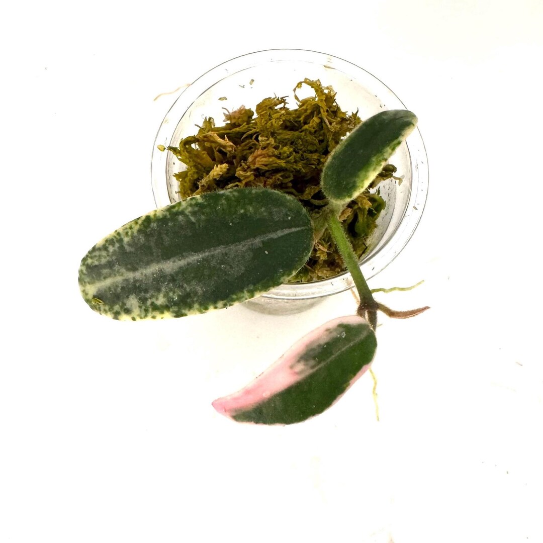 Hoya Lyi Prism Exact Rooted - Etsy