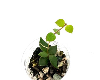 Hoya IM-08 PNG With Peduncles Papua New Guinea extremely Rare Hoya ...