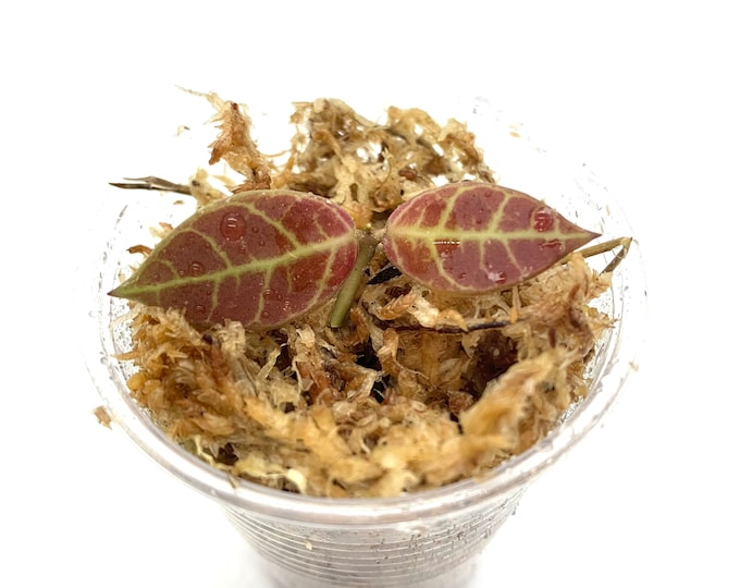 Hoya Rebecca Sun-stressed Lightly Rooted Cutting - Etsy