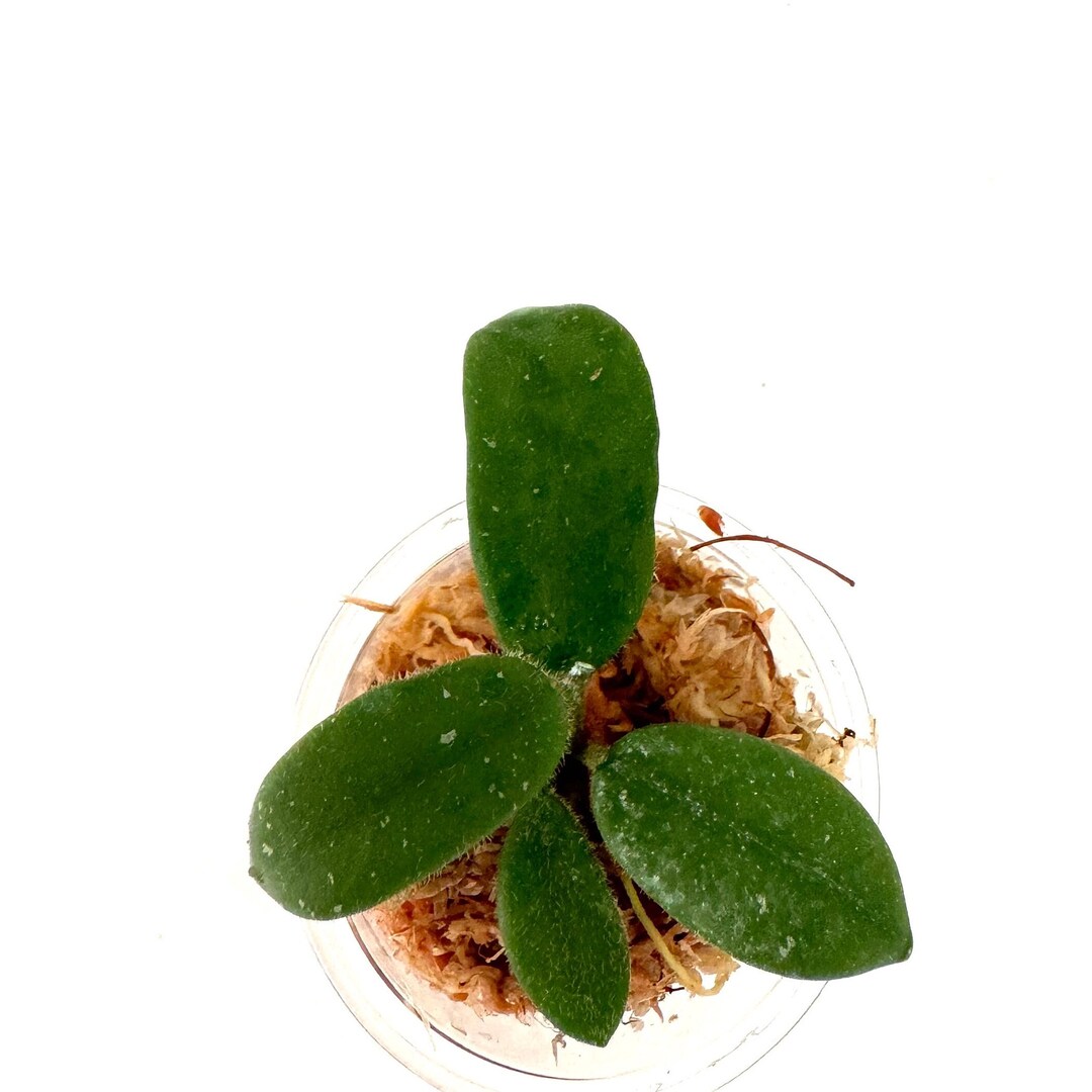 Hoya Edamame E Exact Rooted Cutting - Etsy