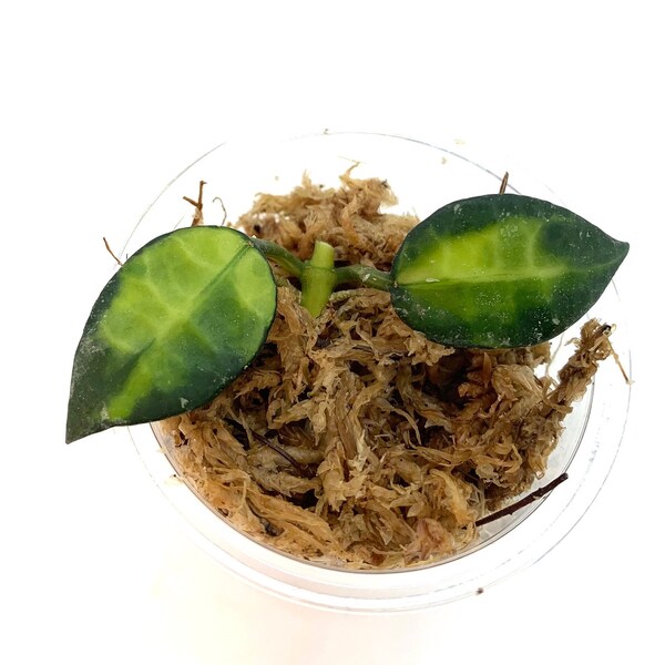 Hoya Golden Flame - Etsy