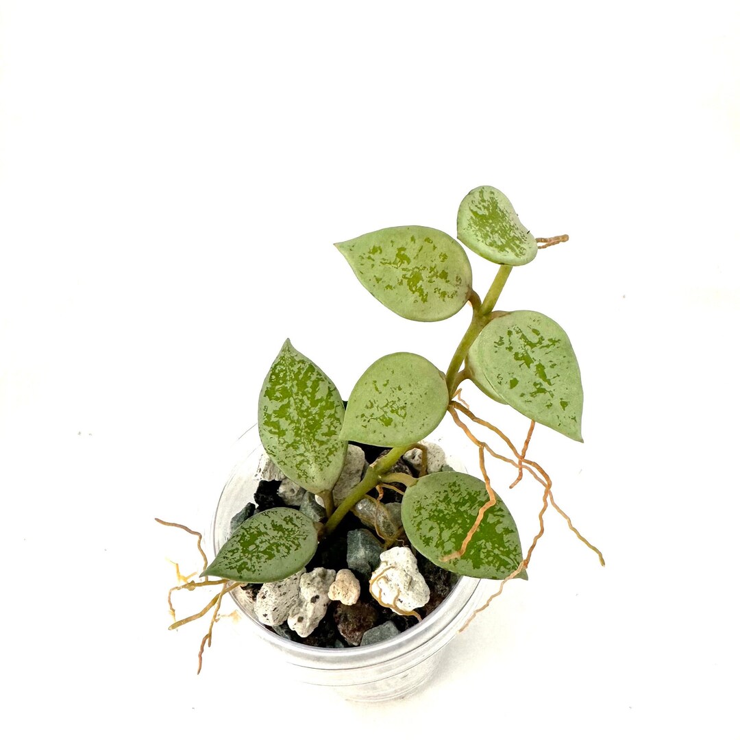 Hoya Leopard Skin A Exact Rooted Cutting - Etsy