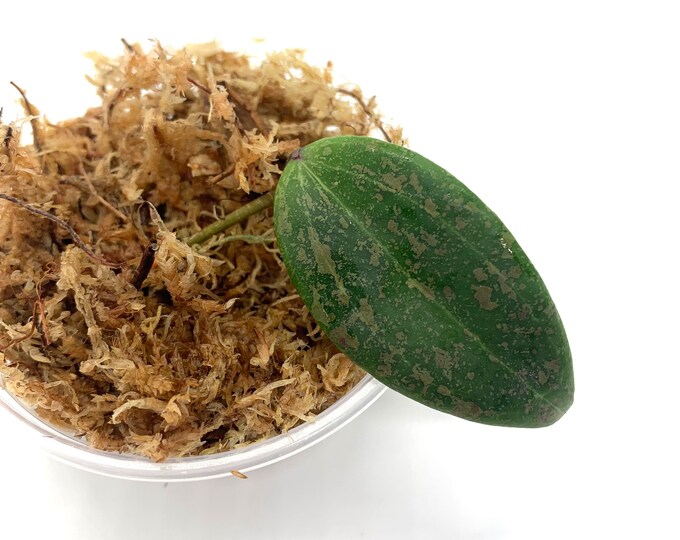 Hoya Wilbergiae Pink Splash Lightly Rooted 1 Leaf Cutting - Etsy