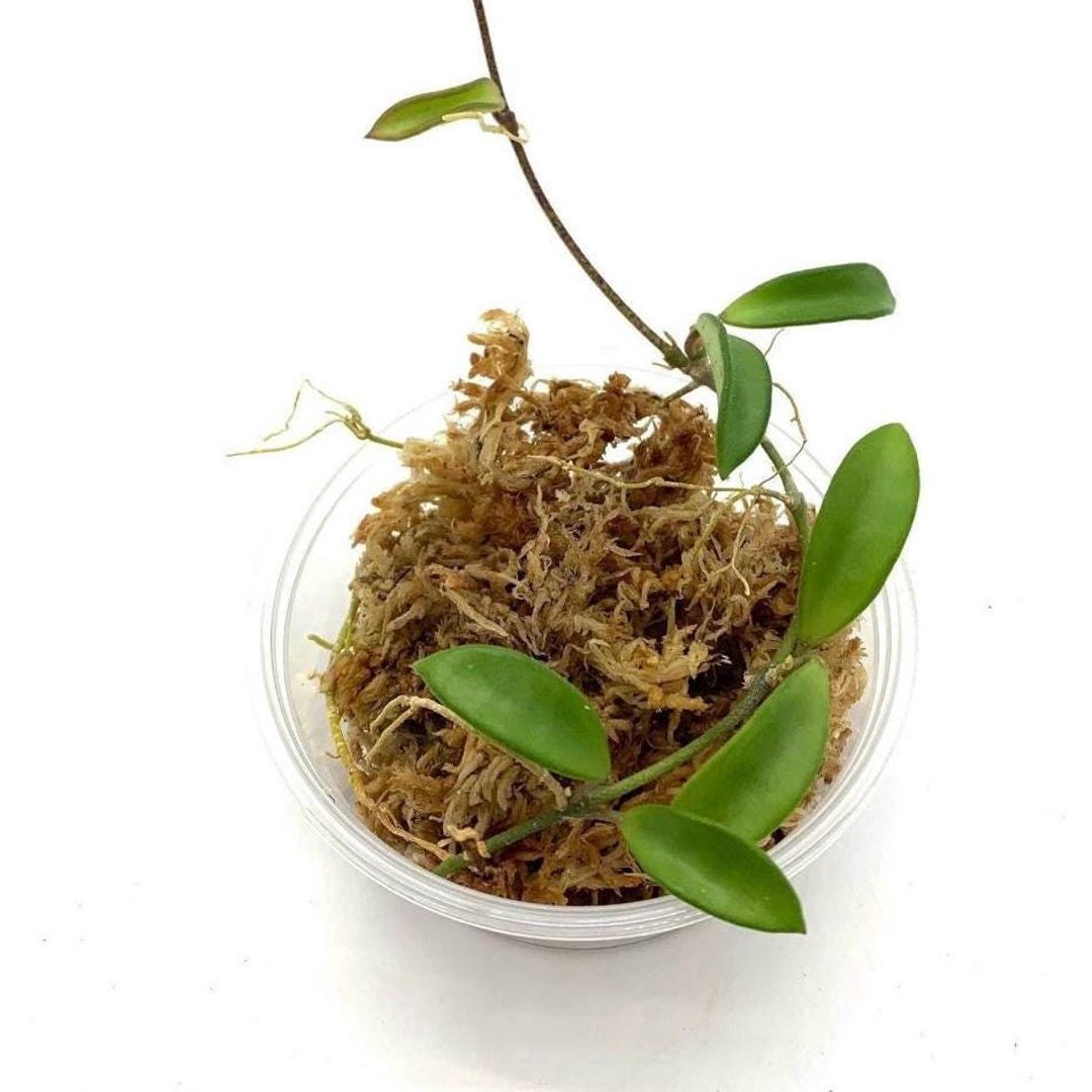 Hoya PG04 (mini Kentiana) - 3 Nodes NOT Rooted Cutting - Etsy