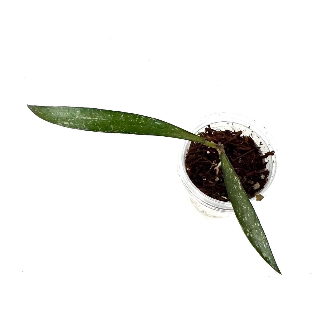 Hoya Bamboo Splash - Rooted Cutting - Etsy