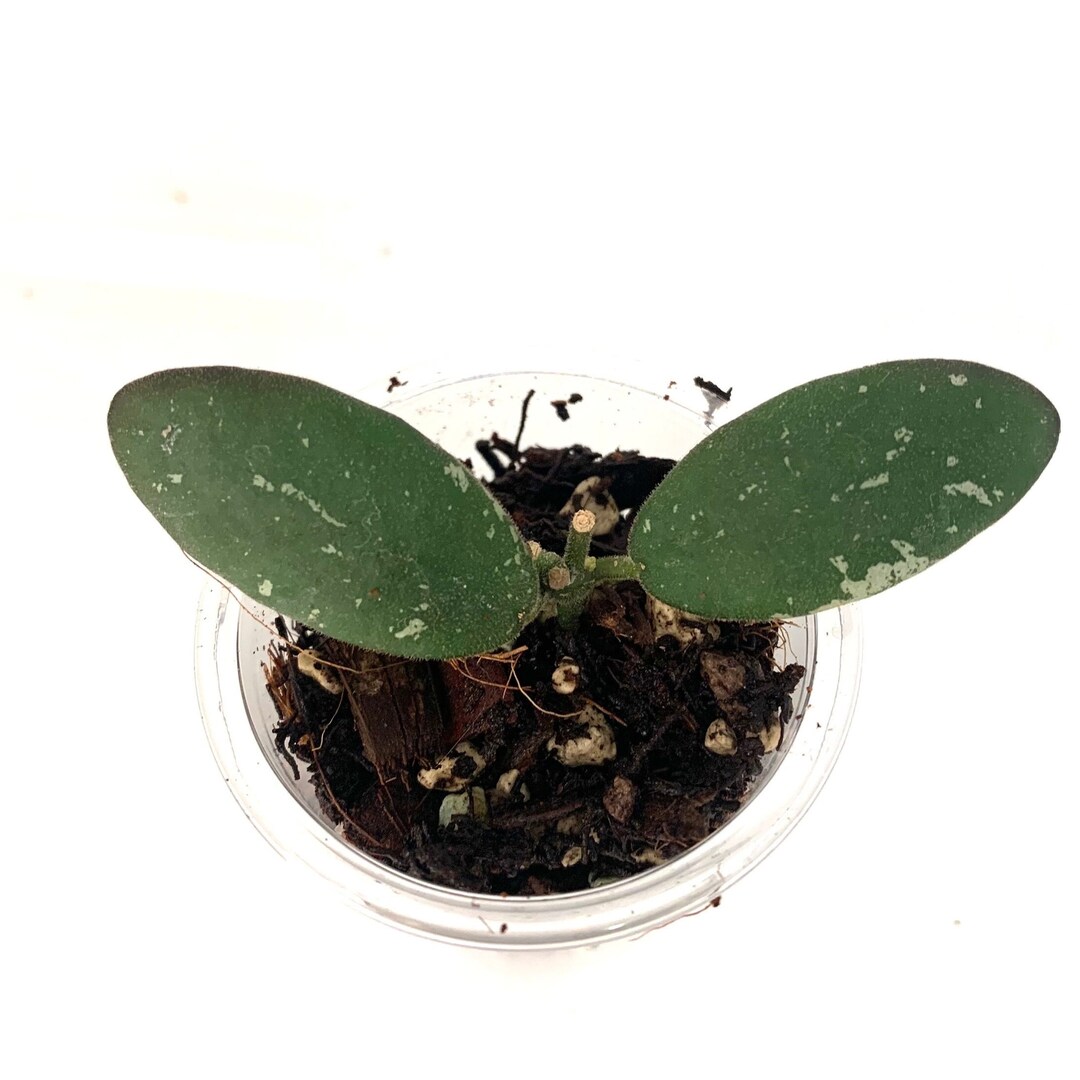 Hoya VL9 NOT Rooted Cutting - Etsy