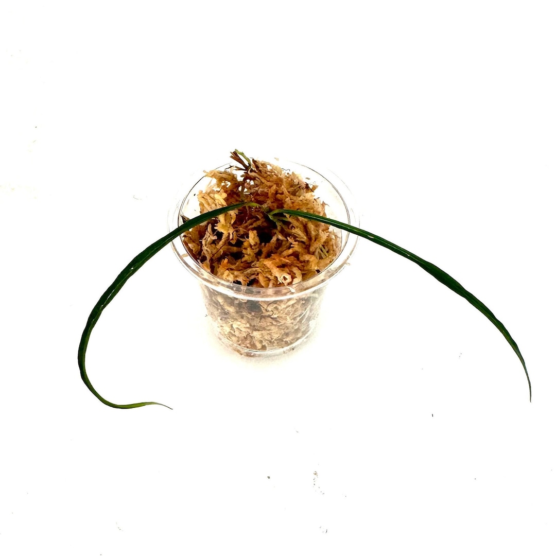 Hoya Yvesrocheri - NOT Rooted Cutting - Etsy