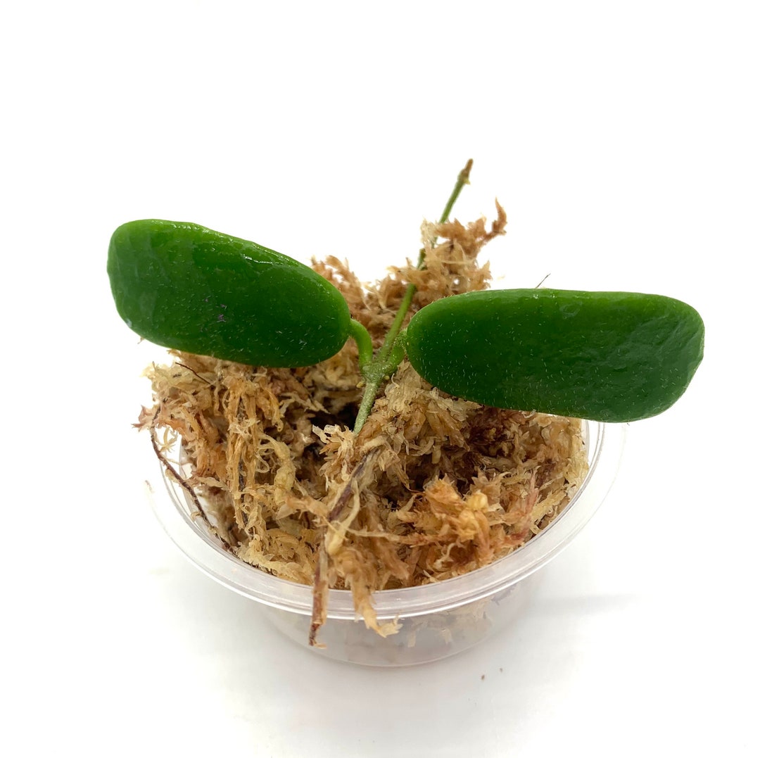 Hoya Rotundiflora - NOT Rooted Cutting - Etsy