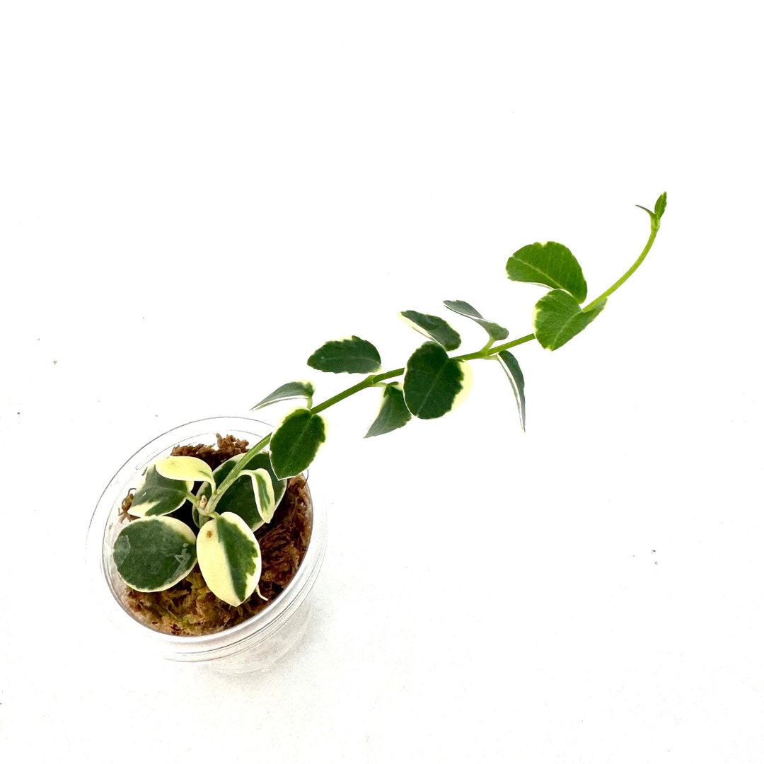 Hoya Cummingiana Variegated G Exact Rooted Cutting - Etsy