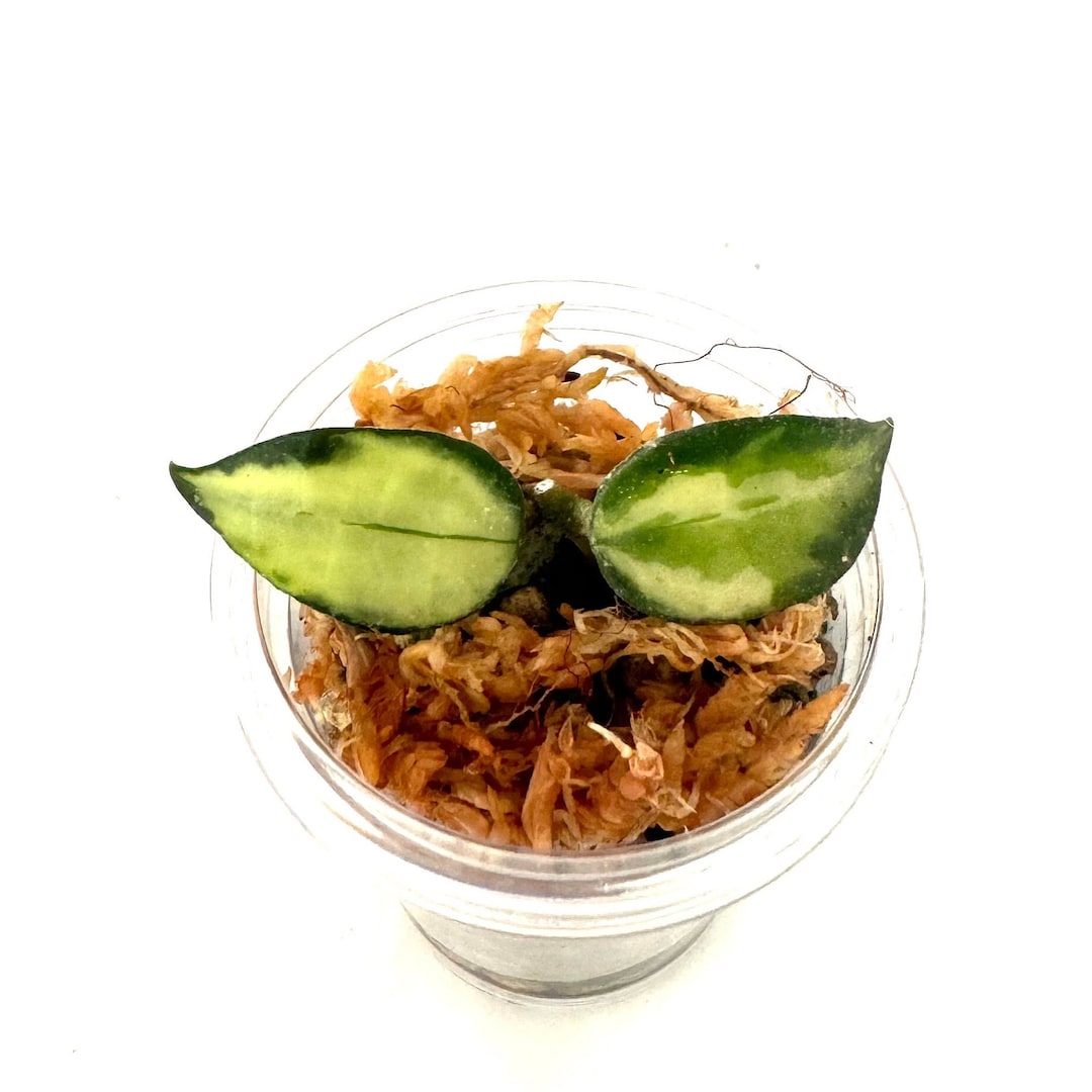 Hoya Bruno Tricolor - NOT Rooted Cutting - Etsy