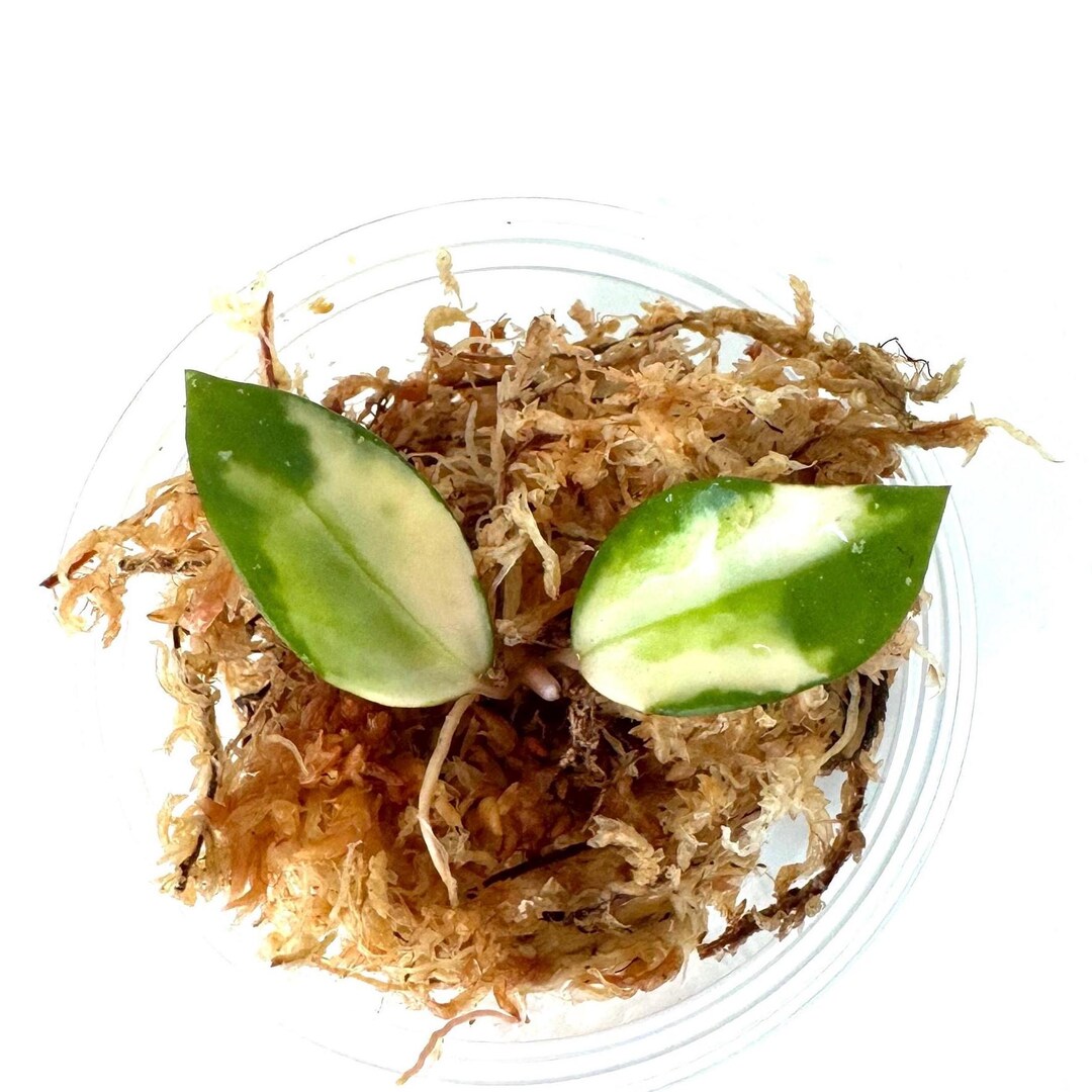 Hoya Minara - NOT Rooted Cutting - Etsy